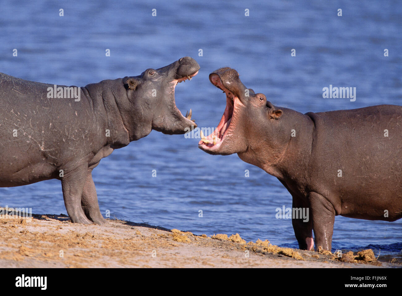 Hippopotamus facing each other hi-res stock photography and images - Alamy