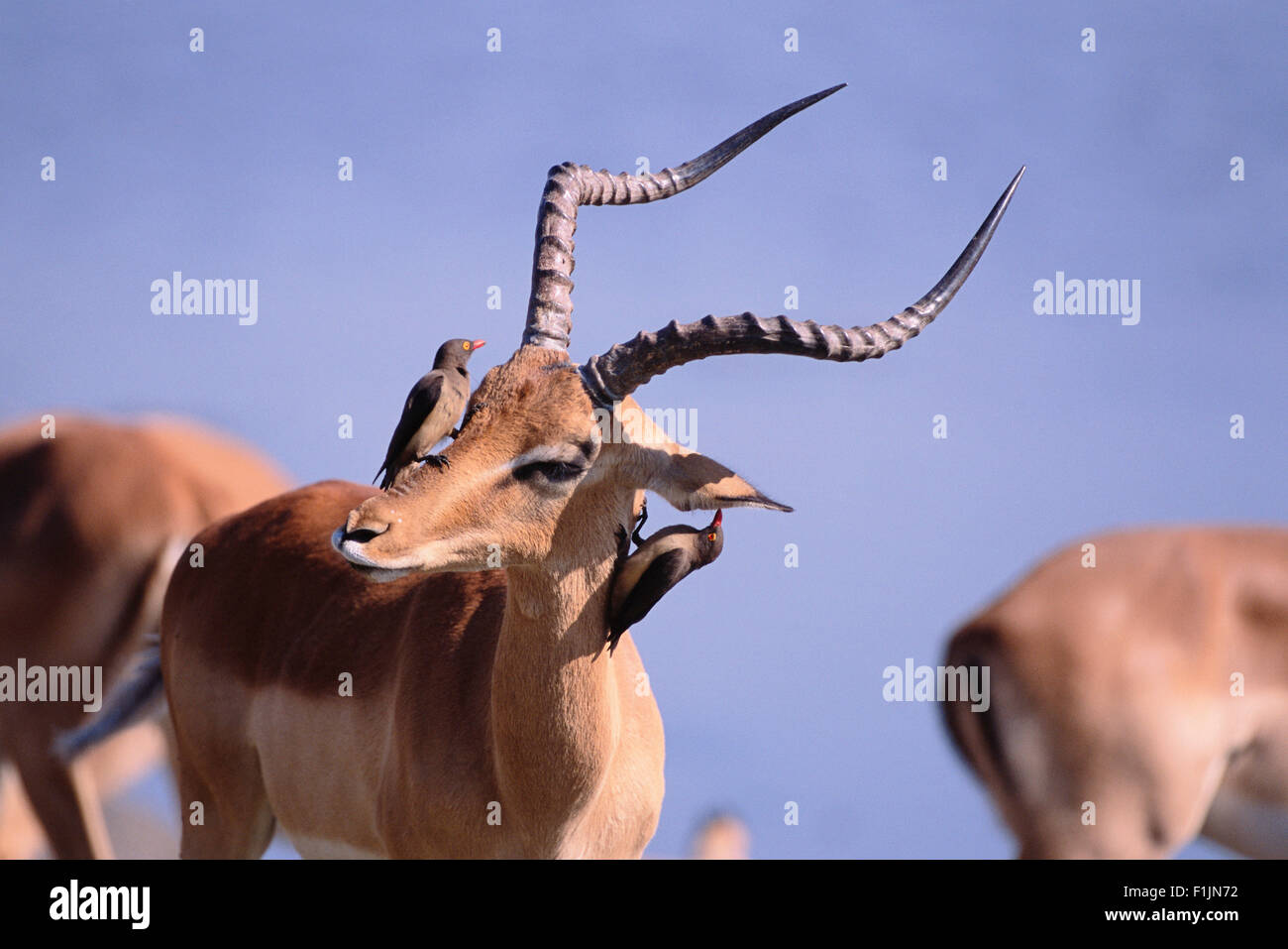 Impala Bird High Resolution Stock Photography and Images - Alamy