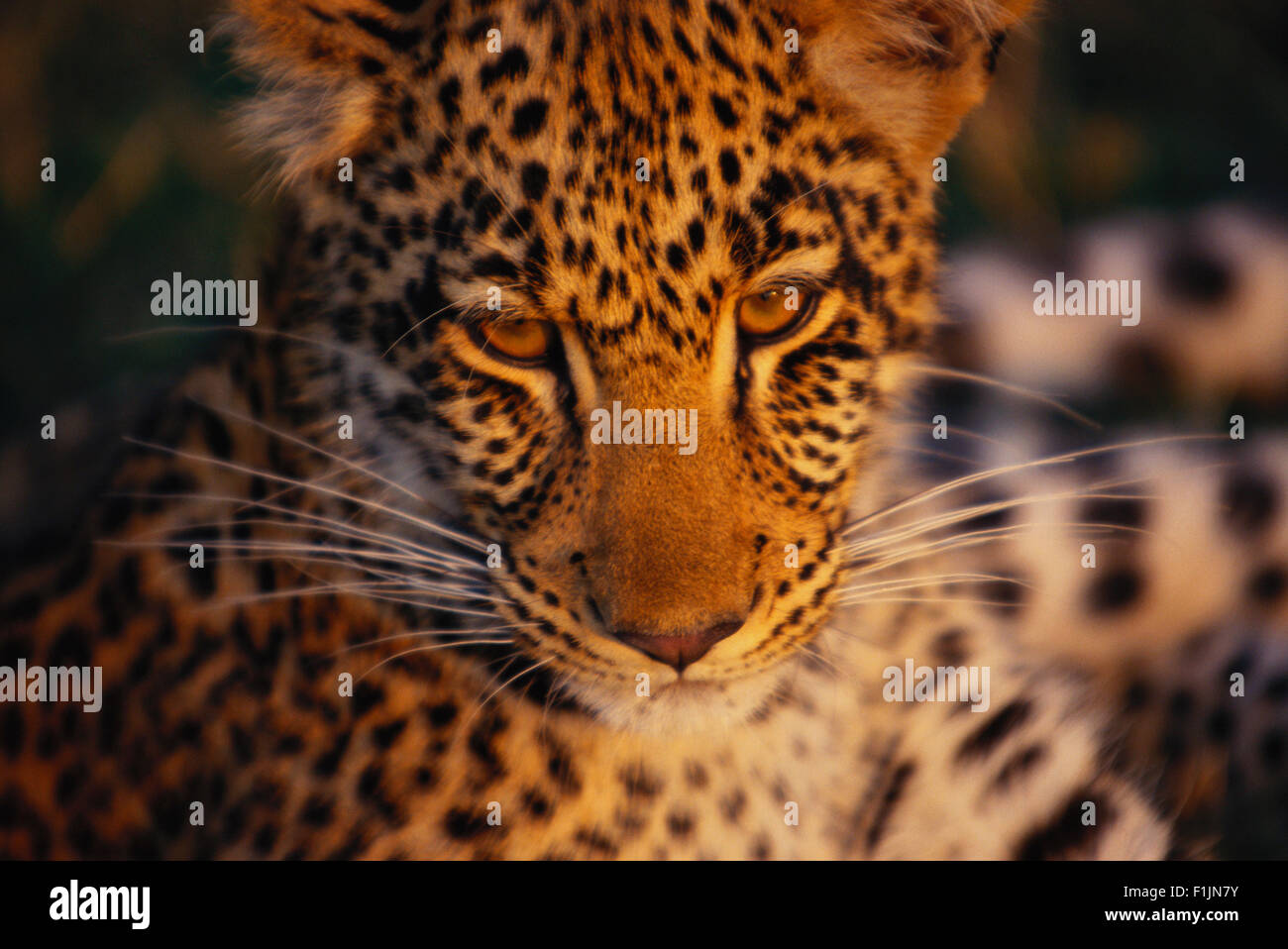 Leopard Ears High Resolution Stock Photography and Images - Alamy
