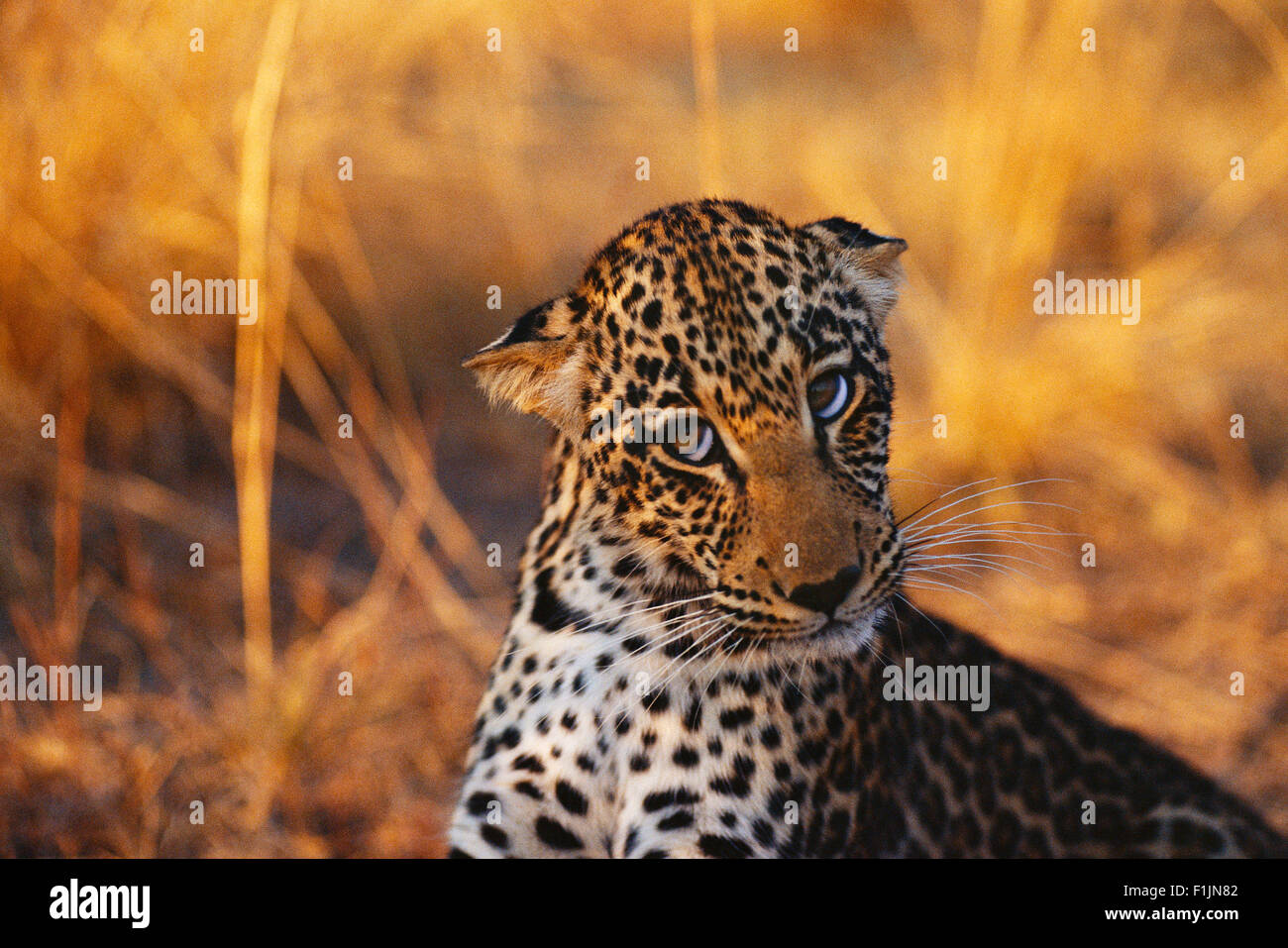 Portrait of Leopard Cub Stock Photo - Alamy