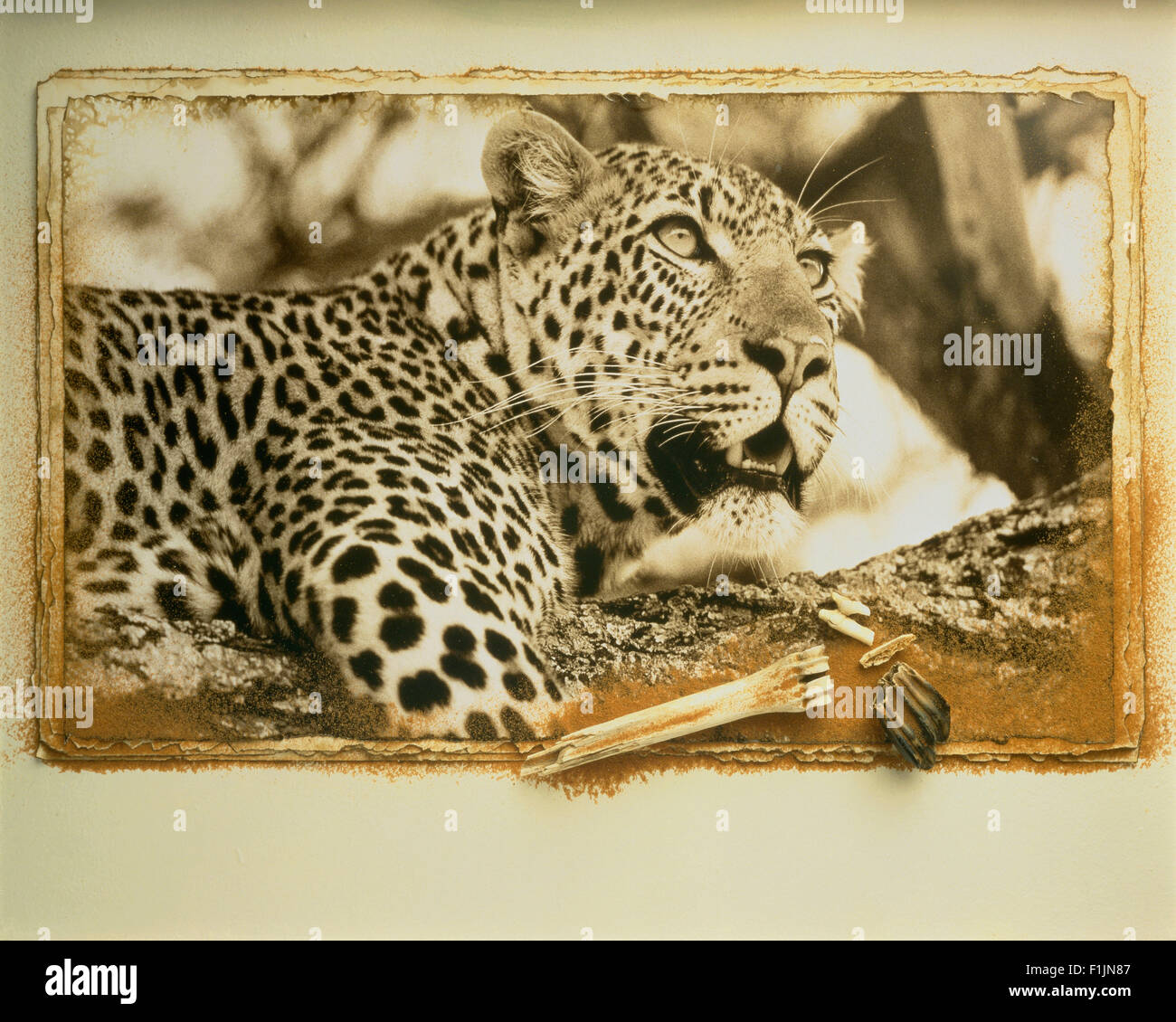 African leopard portrait hi-res stock photography and images - Alamy