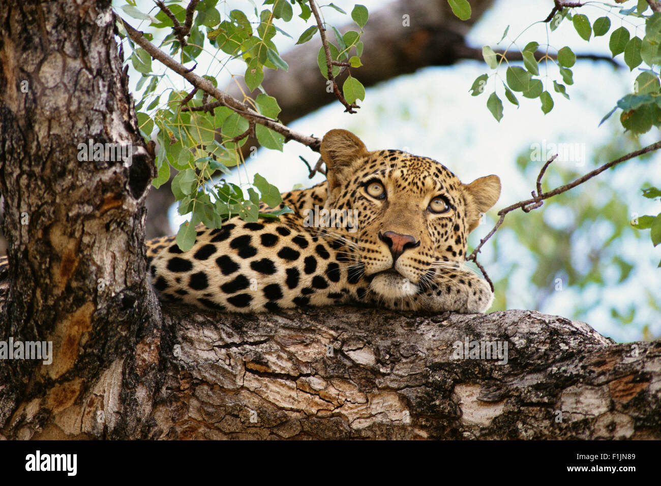 Leopard Resting in Tree Stock Photo - Alamy