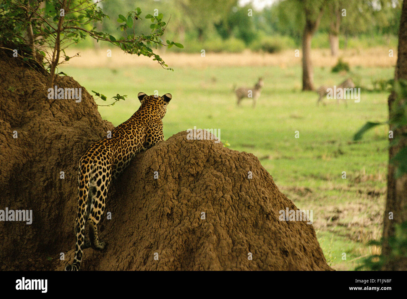 Leopard back hi-res stock photography and images - Alamy