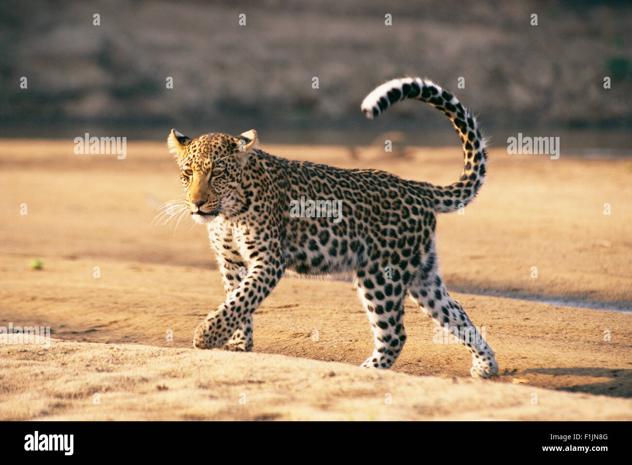 African leopard walk hi-res stock photography and images - Alamy