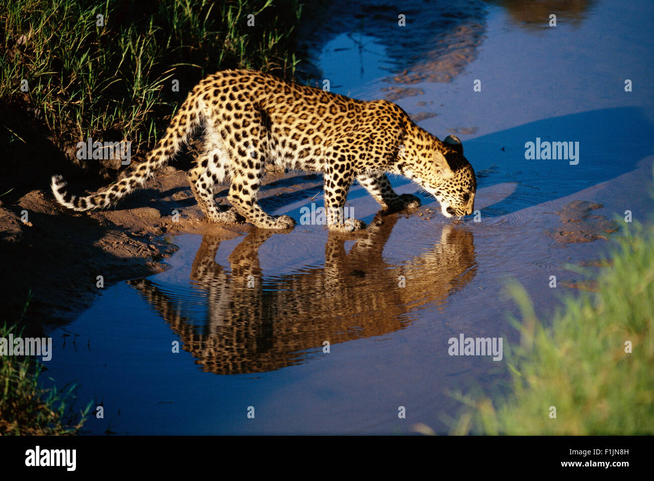 Leopard Drinking Water Stock Photo - Alamy