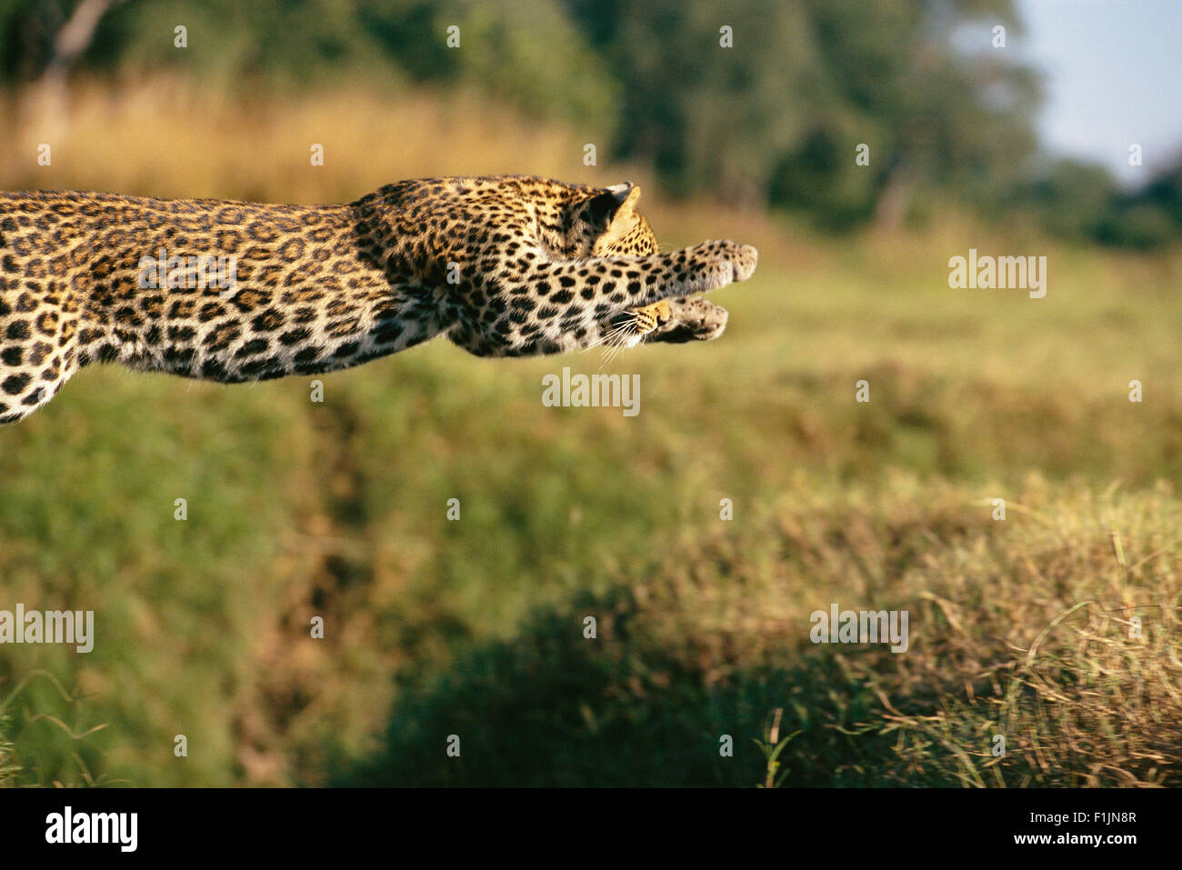 Leopard Jumping Up