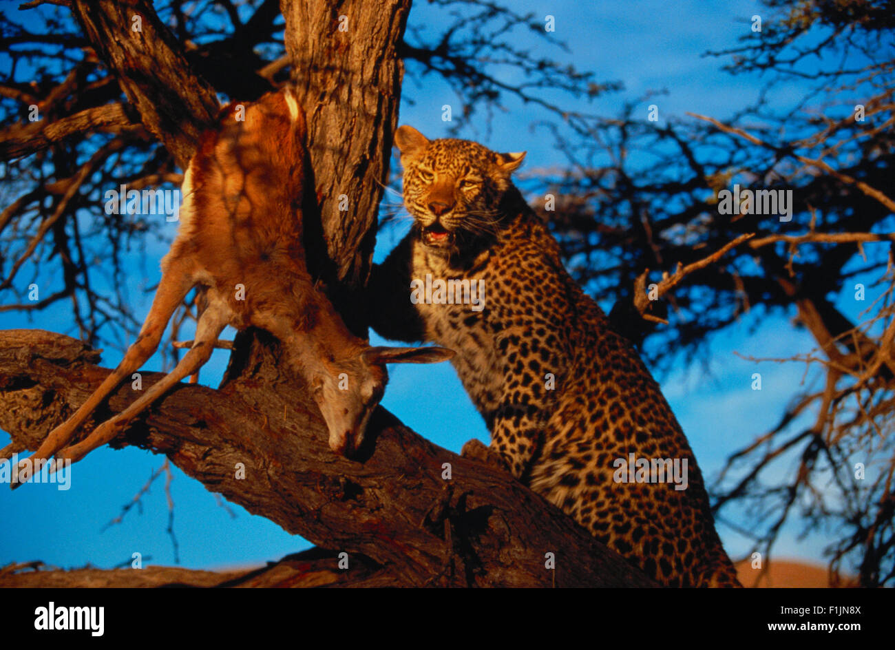 Leopard with prey Stock Photo - Alamy