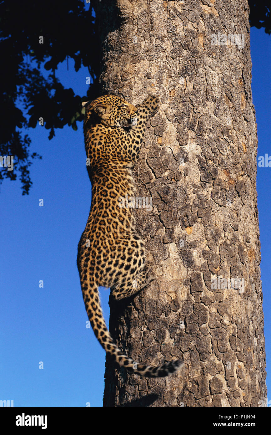 Leopard Climbing