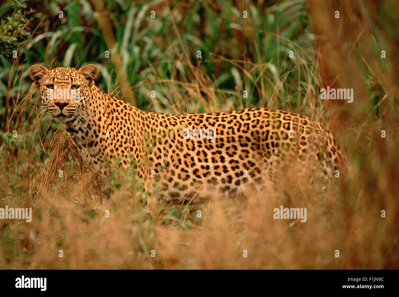 Portrait of Leopard in Long Grass Stock Photo - Alamy