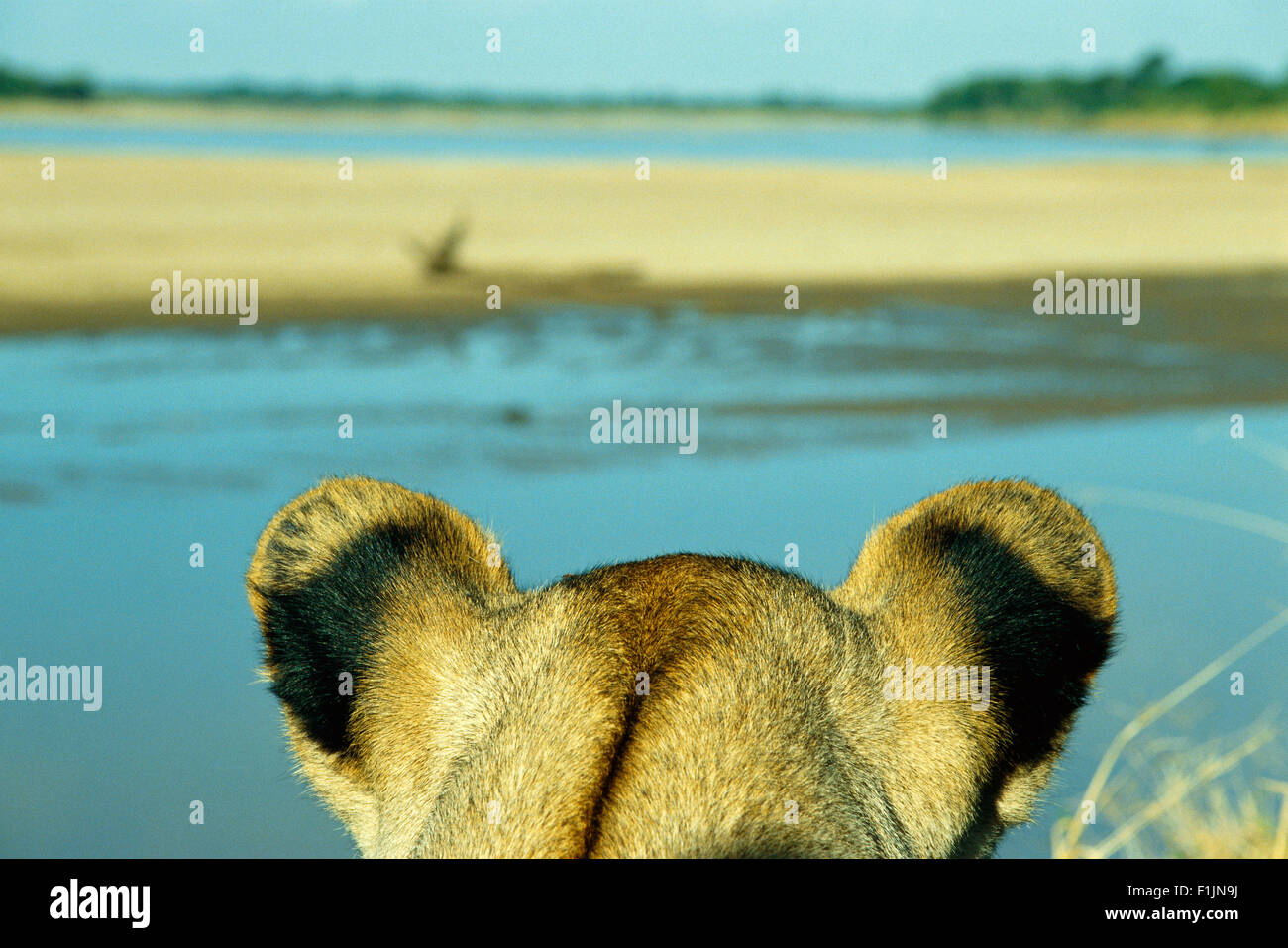 Rear view lion hi-res stock photography and images - Alamy