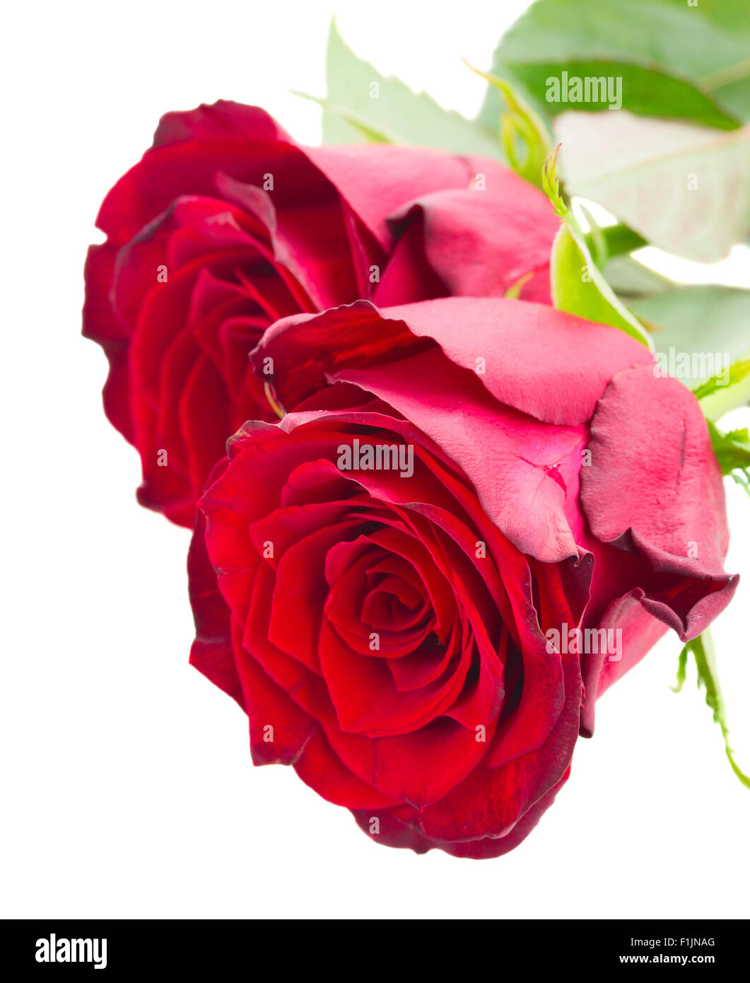 two scarlet red roses Stock Photo - Alamy
