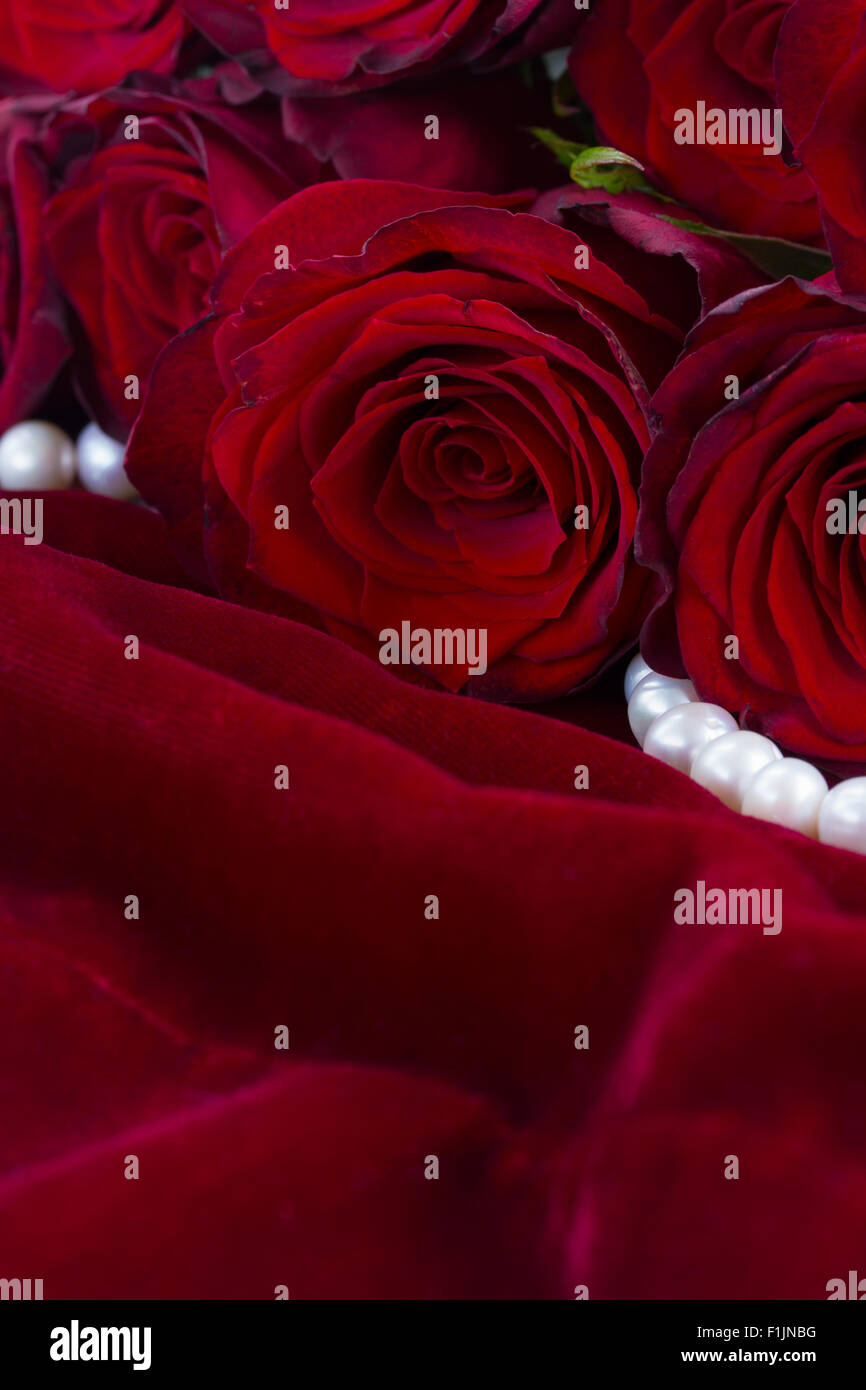 red roses on velvet Stock Photo - Alamy
