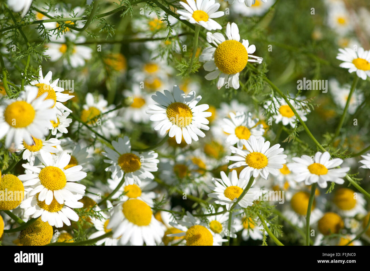 Anacyclus pyrethrum hi-res stock photography and images - Alamy