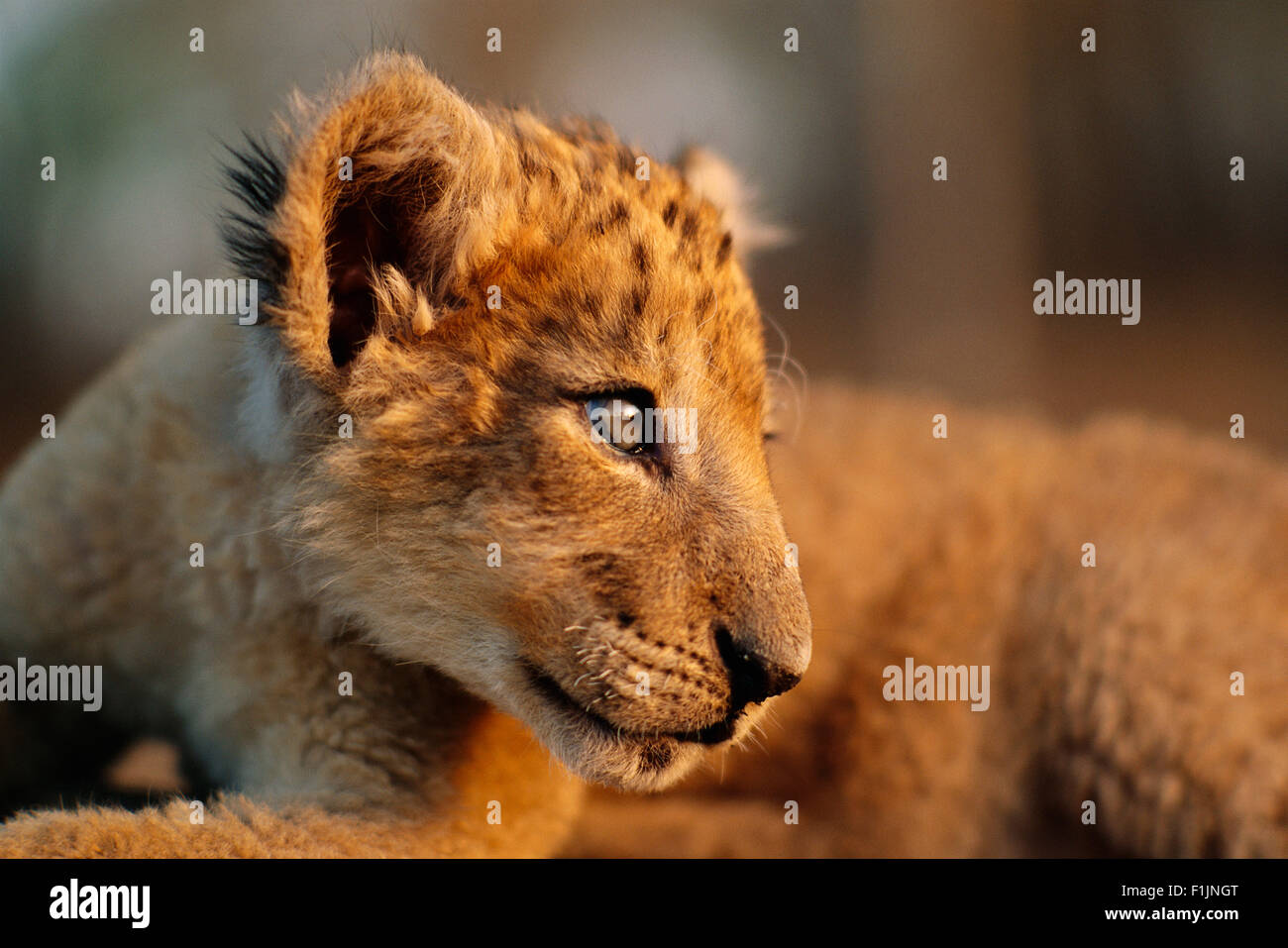 Portrait of Lion Cub Stock Photo - Alamy