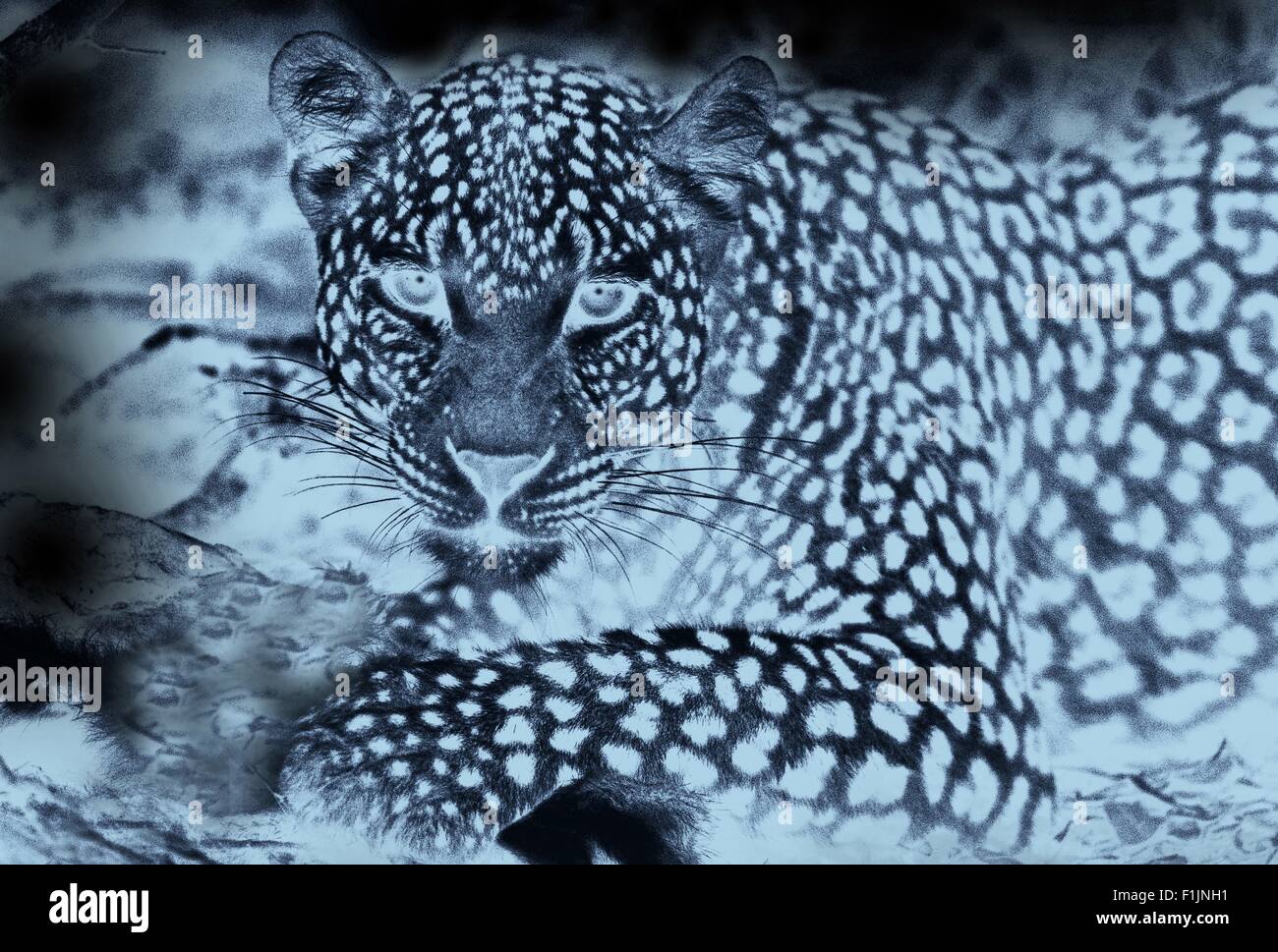 Dead leopard hi-res stock photography and images - Alamy