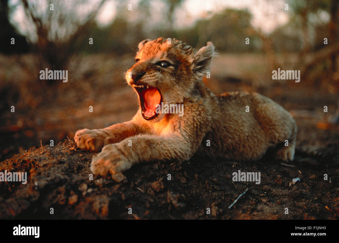 Lion markings hi-res stock photography and images - Alamy