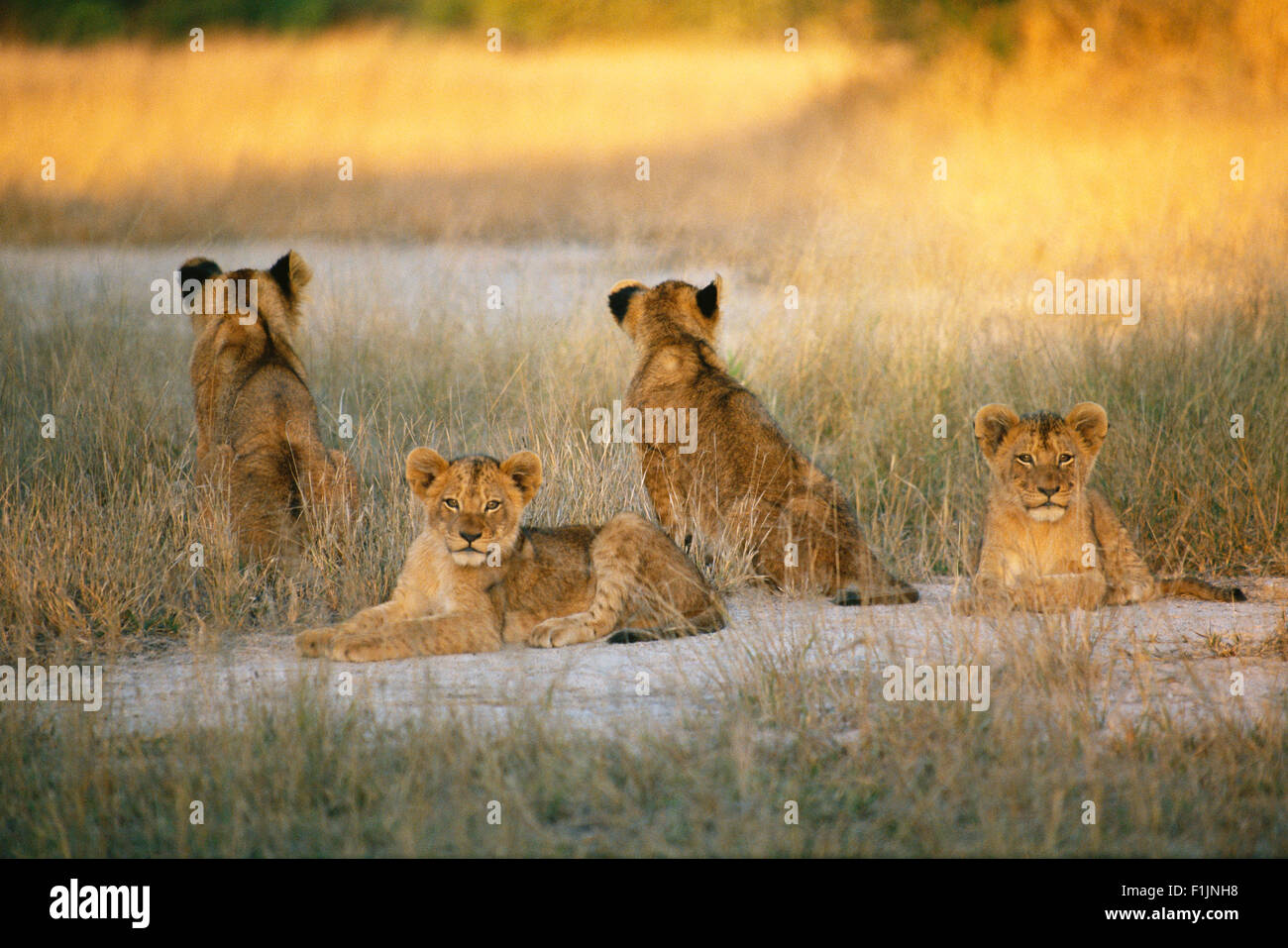 Families of four hi-res stock photography and images - Alamy