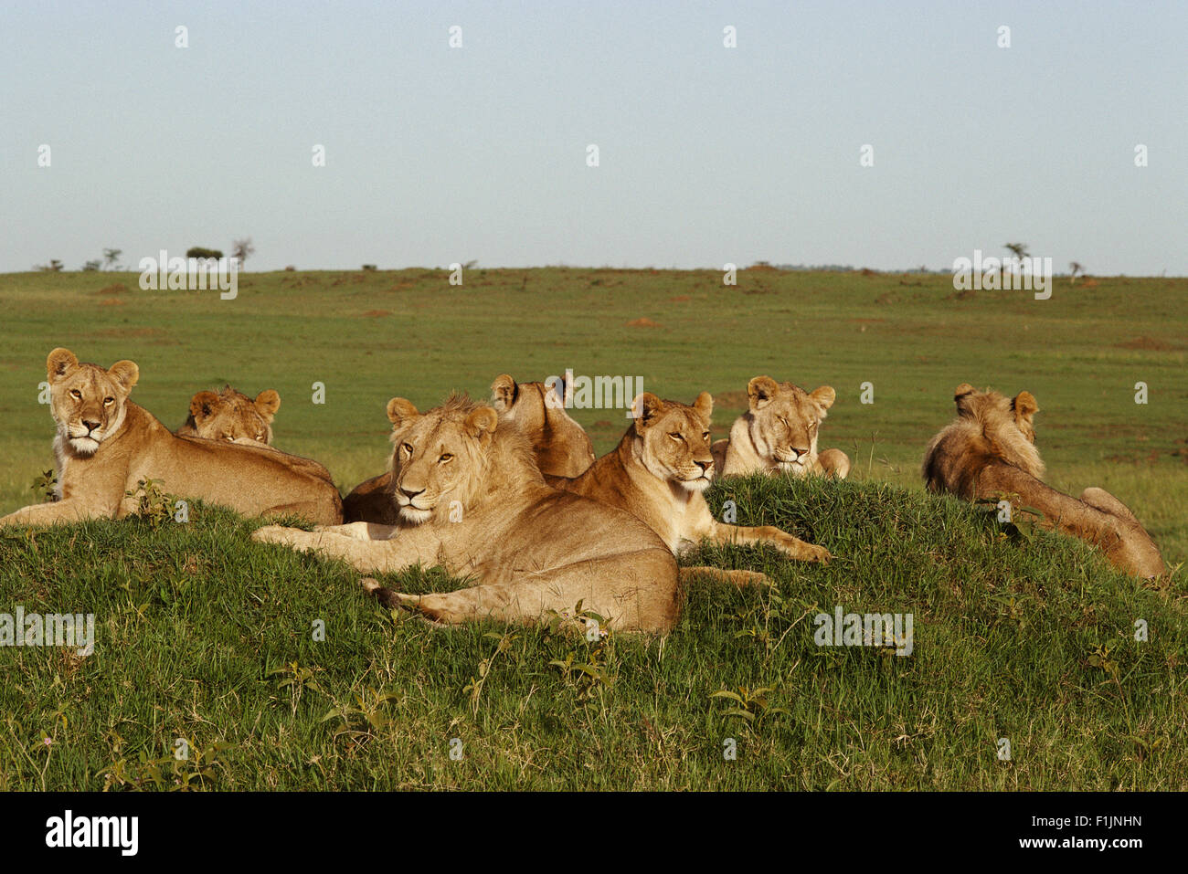 Pride of lions hi-res stock photography and images - Alamy