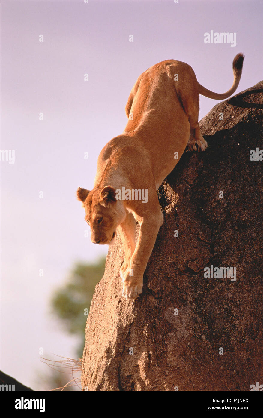 Animal Rock Climbing High Resolution Stock Photography and Images - Alamy