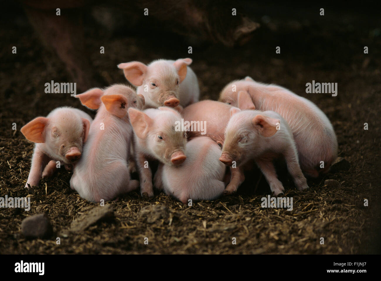 Piglets Sitting High Resolution Stock Photography and Images - Alamy