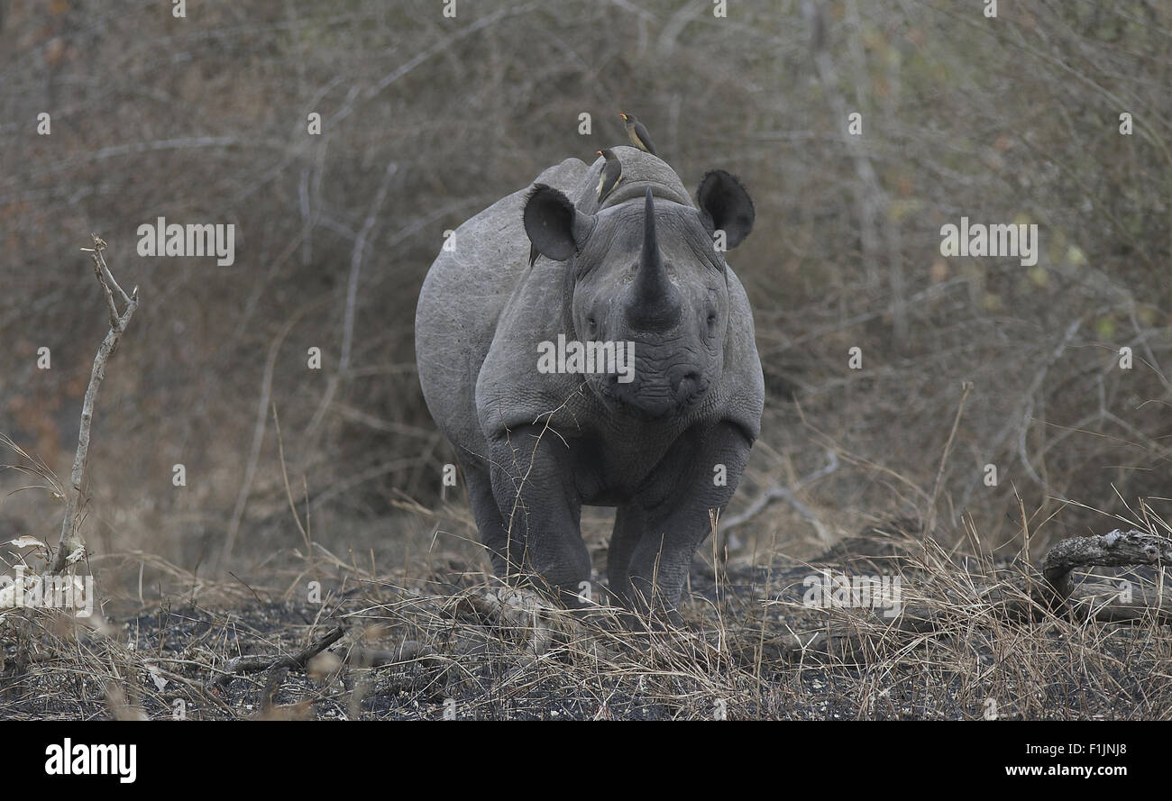 Rhino in the bushveld, tickbirds feeding on its back Stock Photo - Alamy