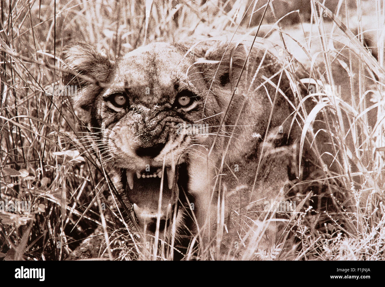 Angry lioness hi-res stock photography and images - Alamy
