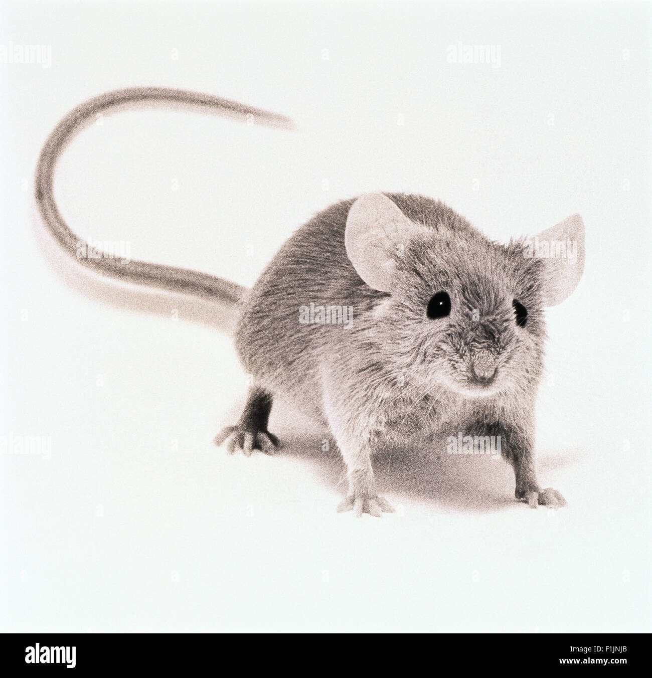 White mouse standing hi-res stock photography and images - Alamy