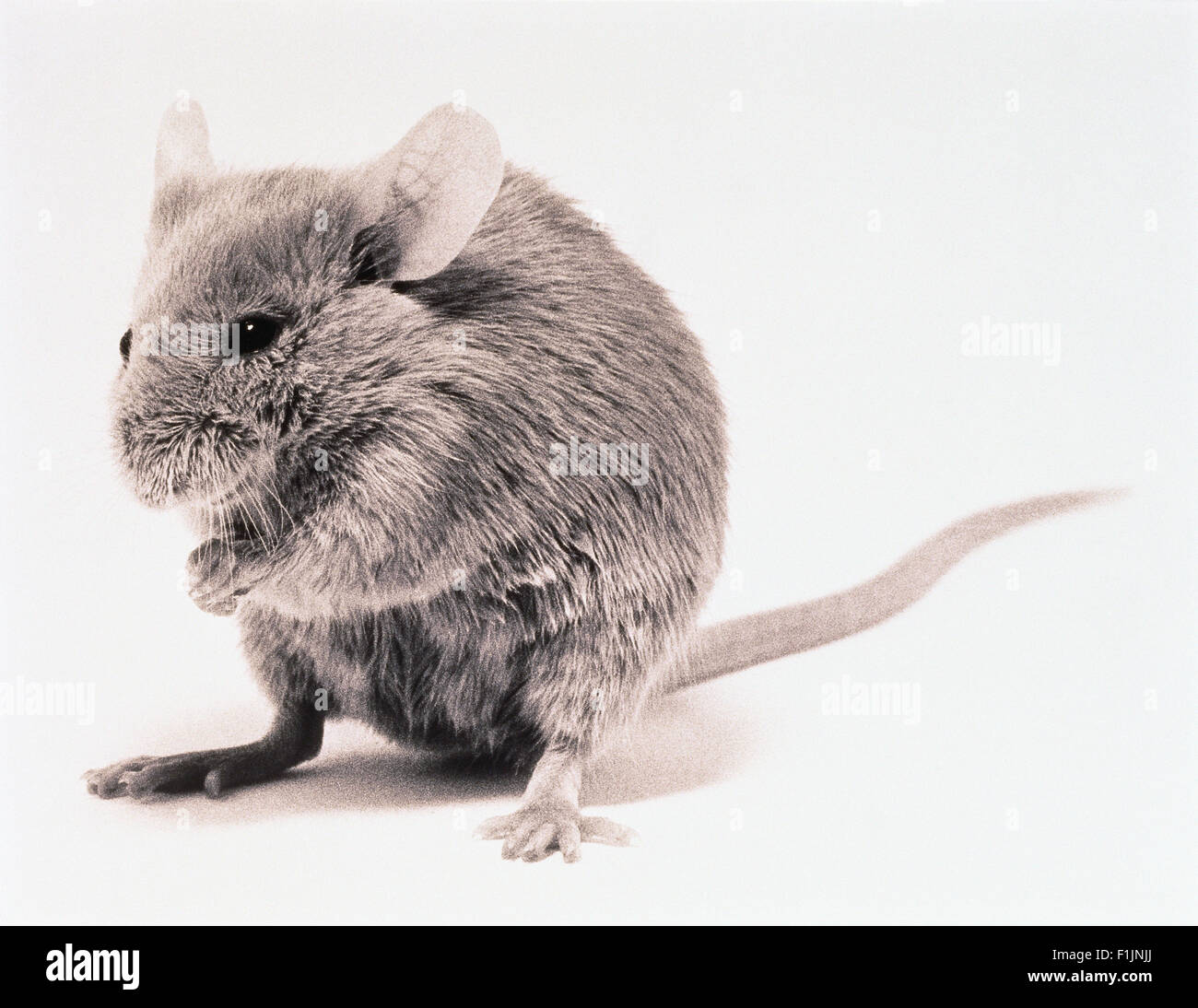 Mouse Standing on Hind Legs Stock Photo - Alamy