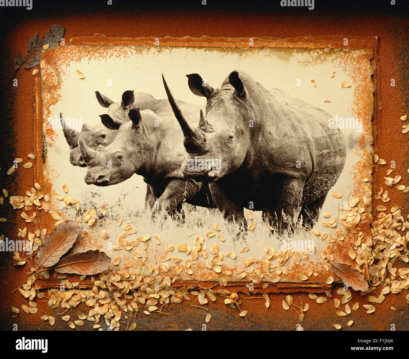 Black And White Rhinoceroses High Resolution Stock Photography and ...