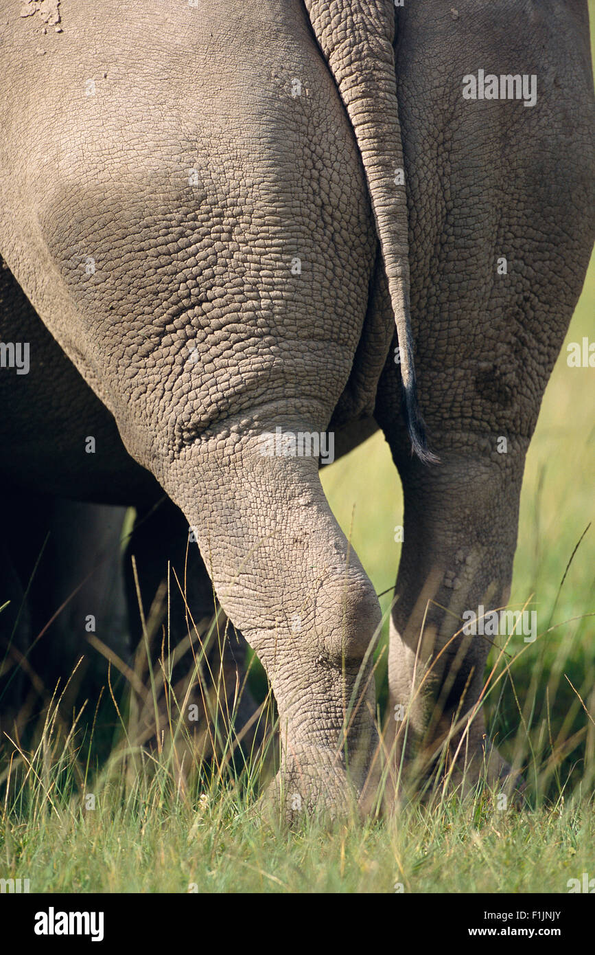 Rhinoceros' Tail and Legs Stock Photo - Alamy