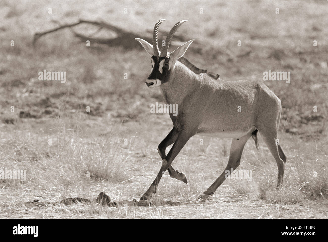 Antelopes Of Africa Run