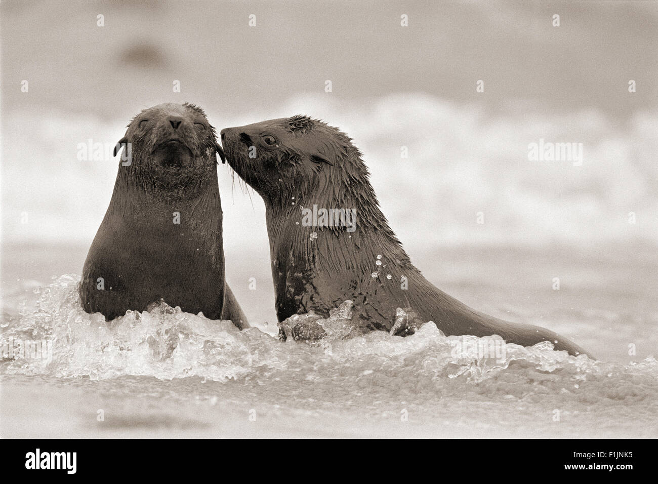 Two seals nuzzling each other, Namibia, Africa Stock Photo - Alamy