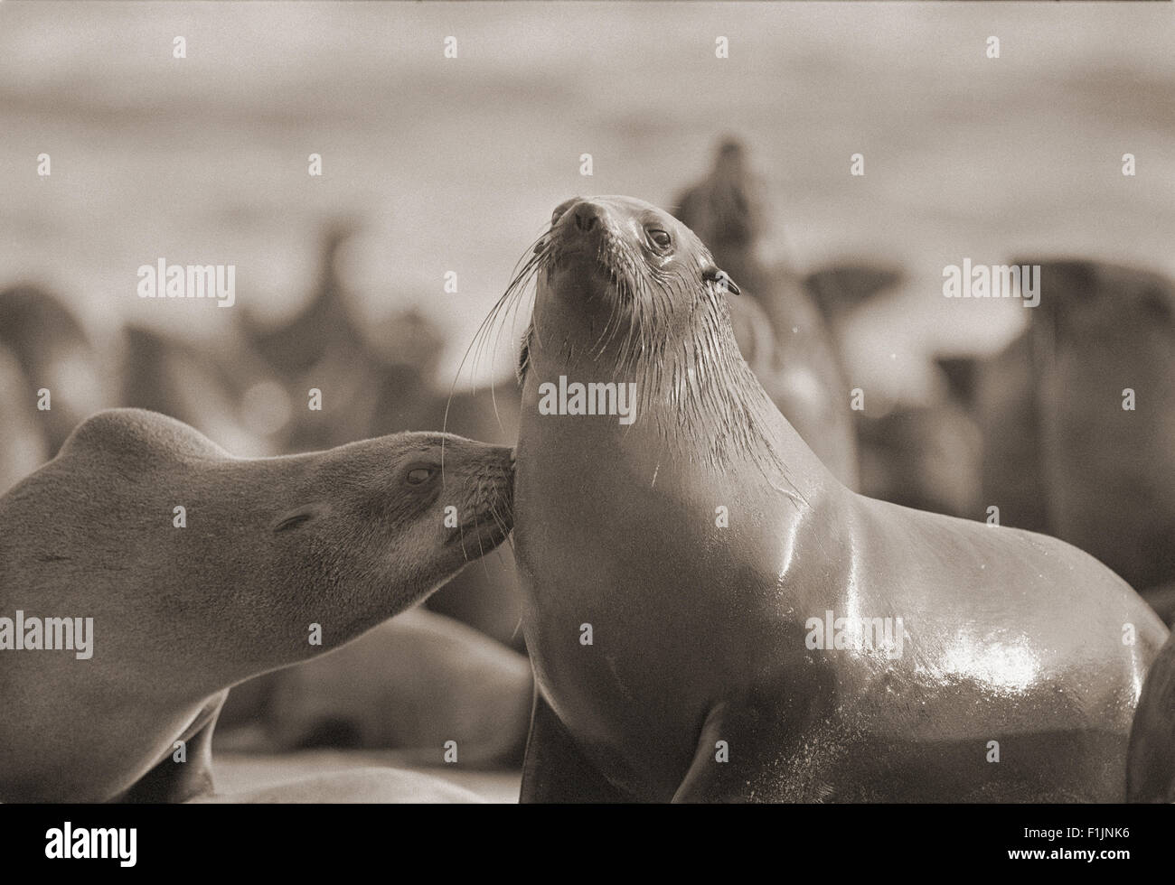 Two seals nuzzling each other, herd of seals in background, Namibia ...