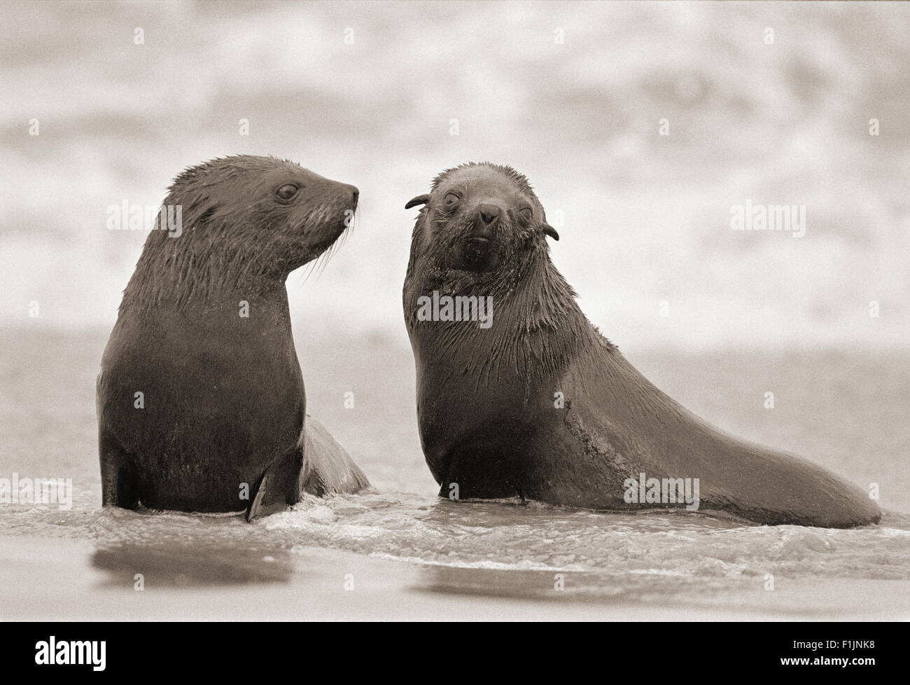 Animals in namibia hi-res stock photography and images - Alamy
