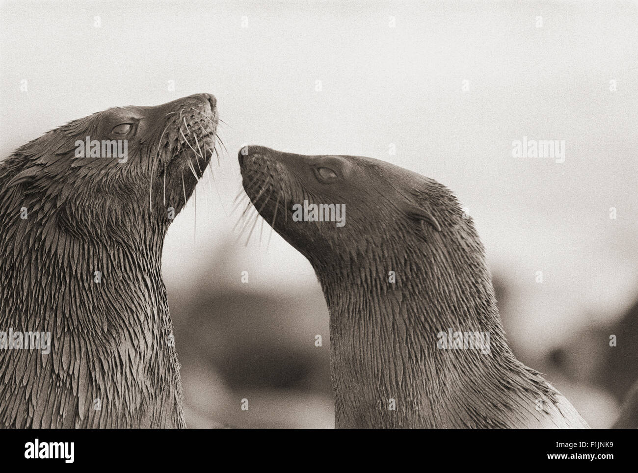 Two seals hi-res stock photography and images - Alamy