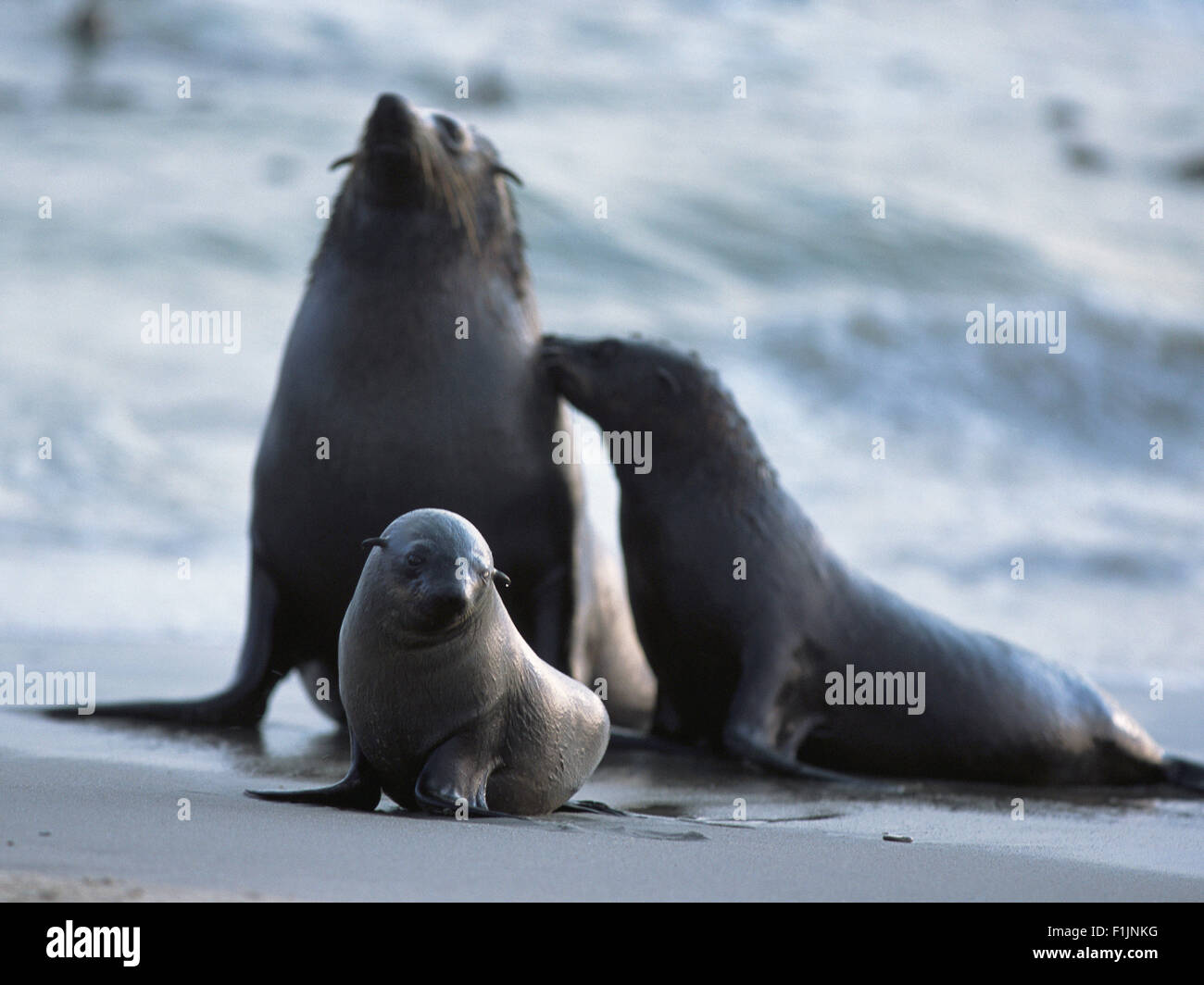 Seal Family on Beach, Namibia, Africa Stock Photo - Alamy