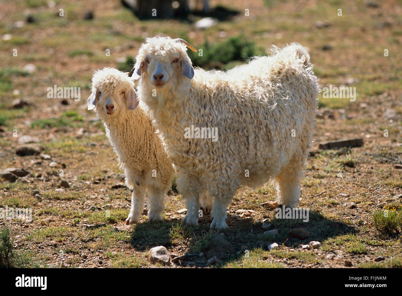 Portrait Goat with Kid Karoo, Western Cape, South Africa Stock Photo ...