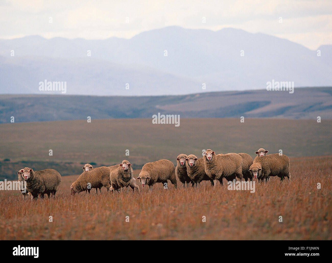 South africa sheep farming hi-res stock photography and images - Alamy