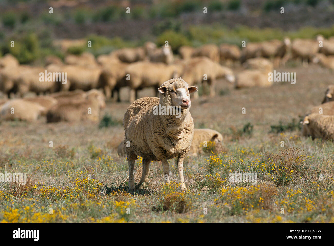 Sheep farming in south africa hi-res stock photography and images - Alamy