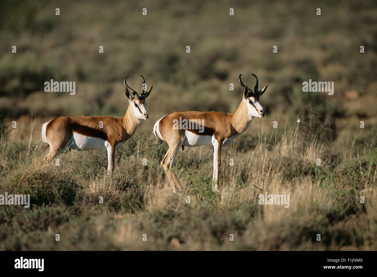 Springbok in Field Karoo Park, Western Cape, South Africa Stock Photo ...