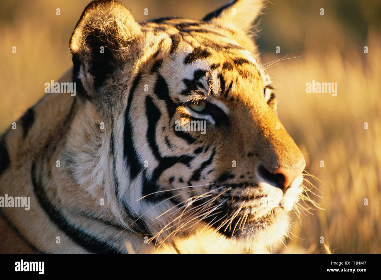 Focused tiger hi-res stock photography and images - Alamy