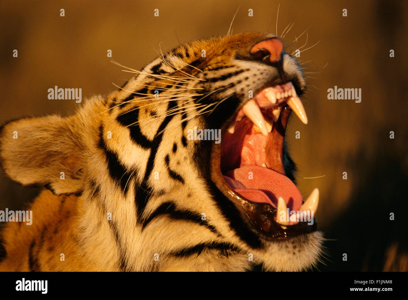 Tiger yawning hi-res stock photography and images - Alamy
