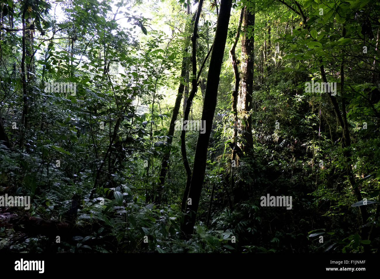 Rainforest ecology hi-res stock photography and images - Alamy