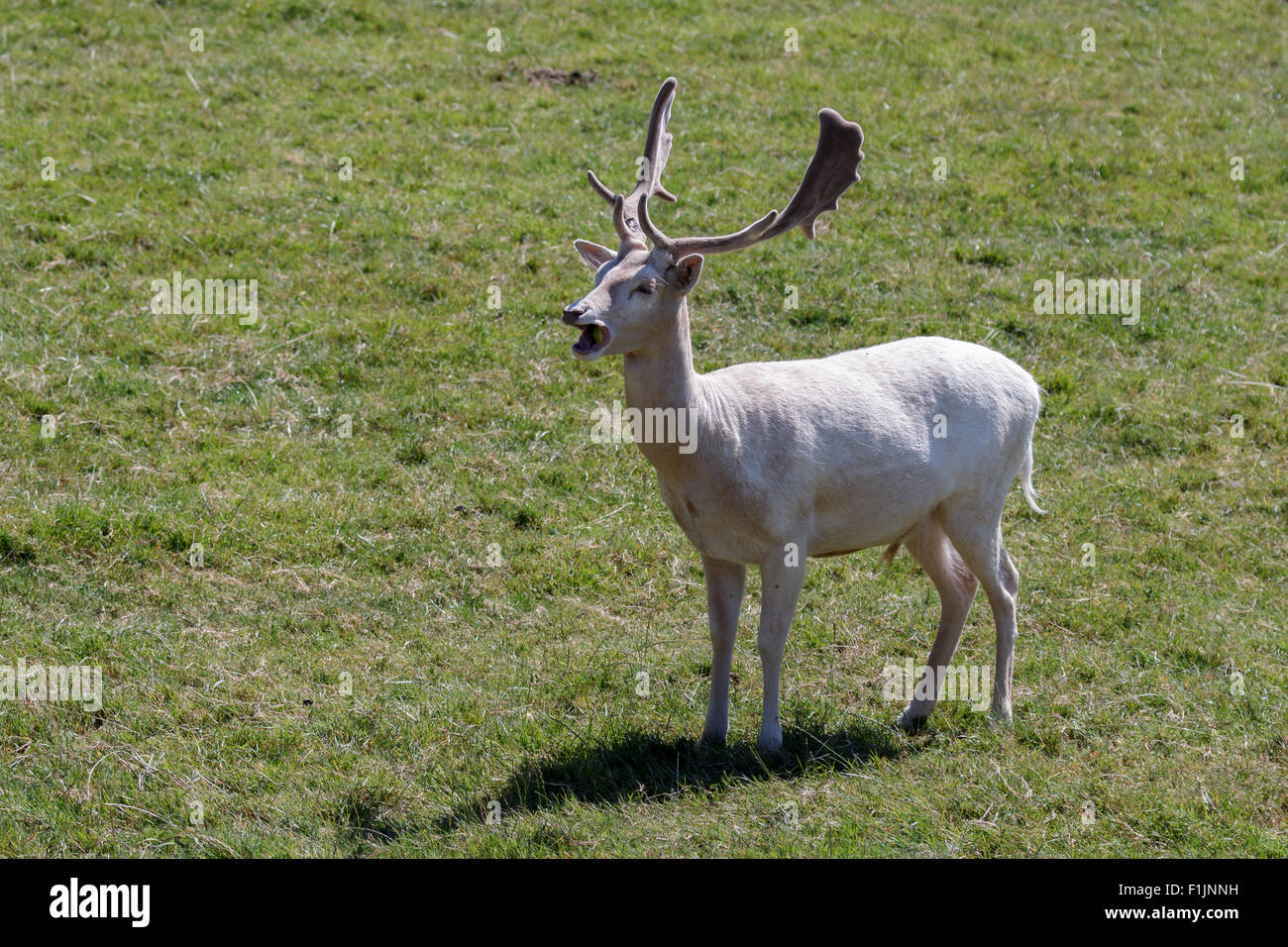 Close up fallow deer walking hi-res stock photography and images - Alamy