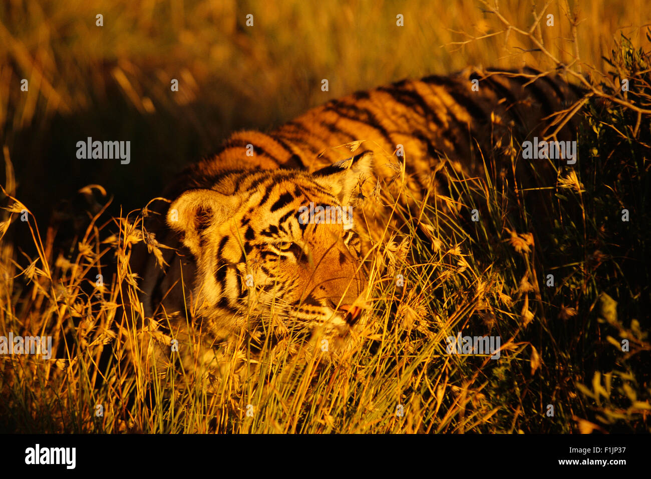 Stalking tiger hi-res stock photography and images - Alamy