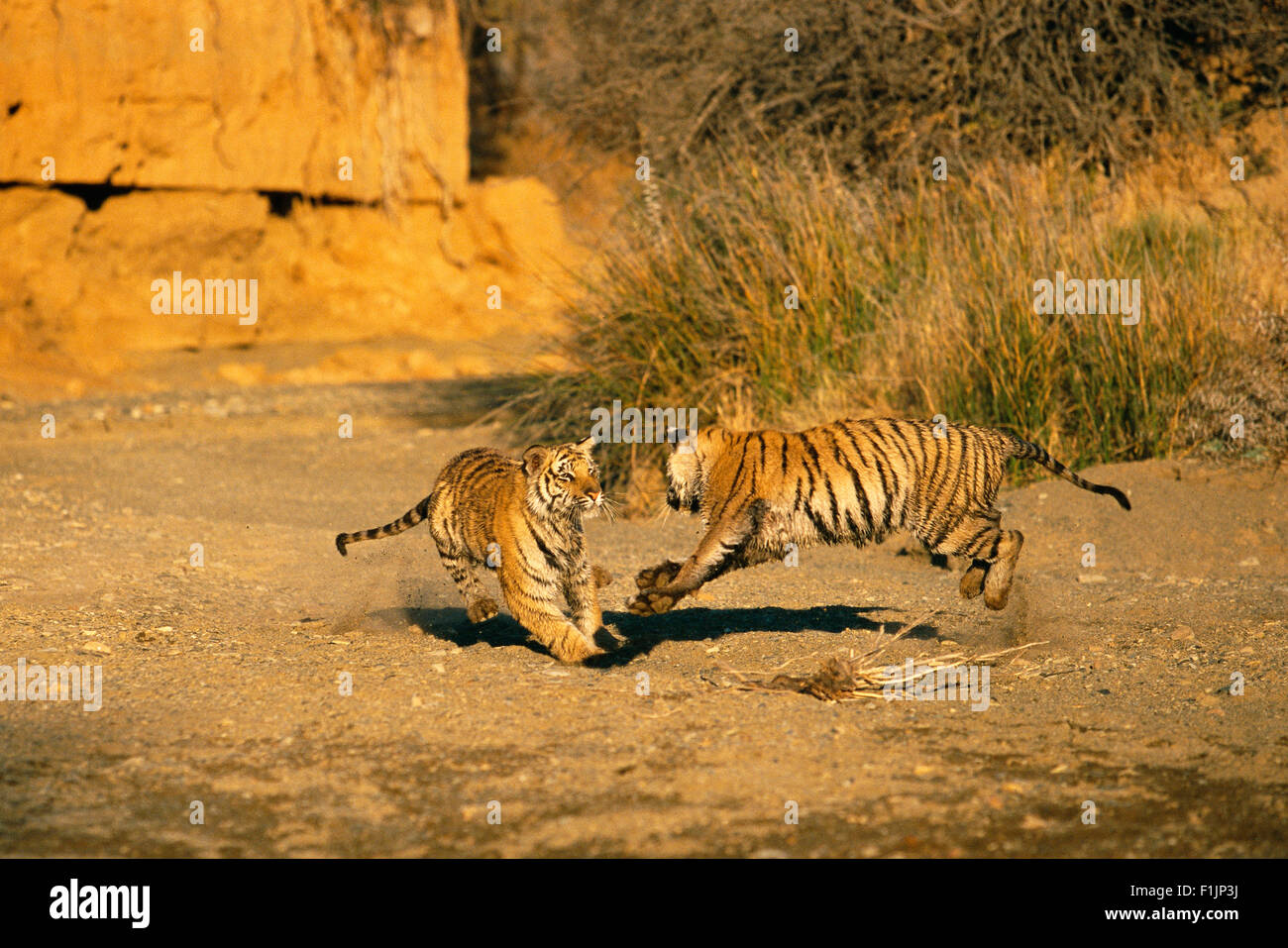 Two Tigers Playing Stock Photo - Alamy