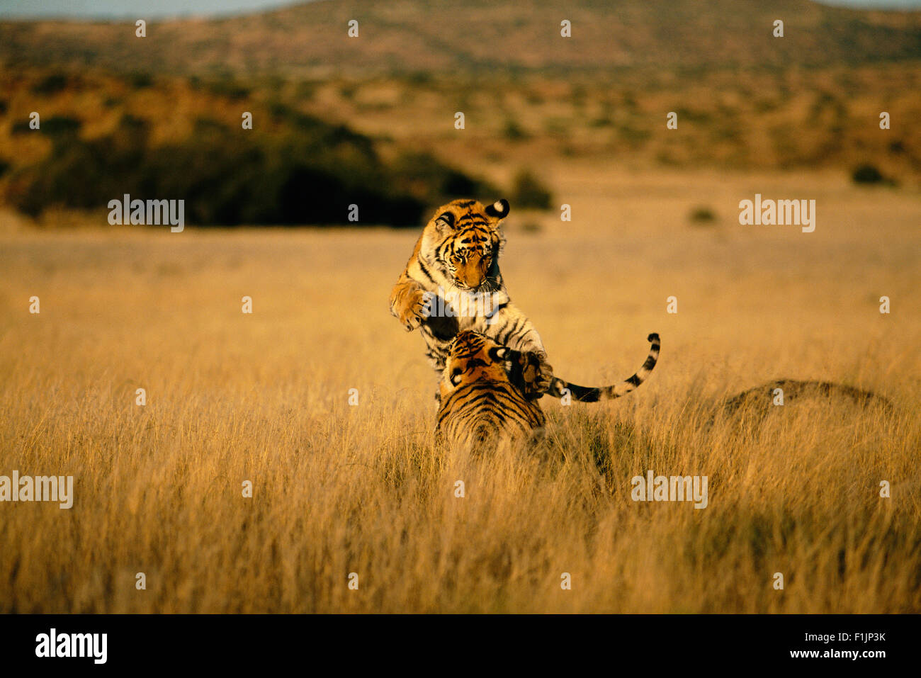 Two Tigers Playing Stock Photo - Alamy