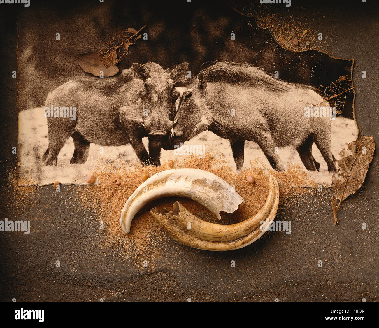 Warthogs and warthog horns hi-res stock photography and images - Alamy