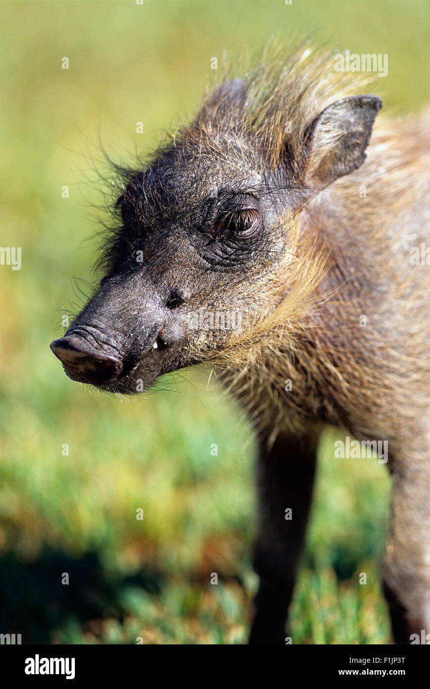 Portrait Warthog Piglet Erindi, Namibia, Africa Stock Photo - Alamy