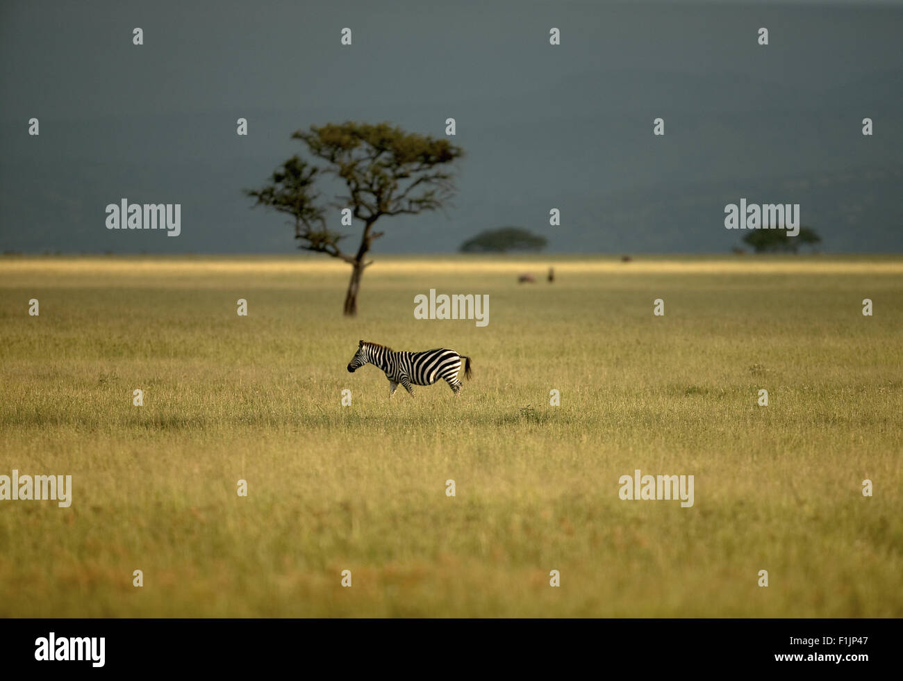 Velds Grasslands Animals